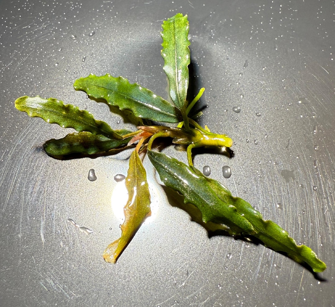 Bucephalandra Mini Black Carpet, Rare Bucephalandra, Submerged Grown ...
