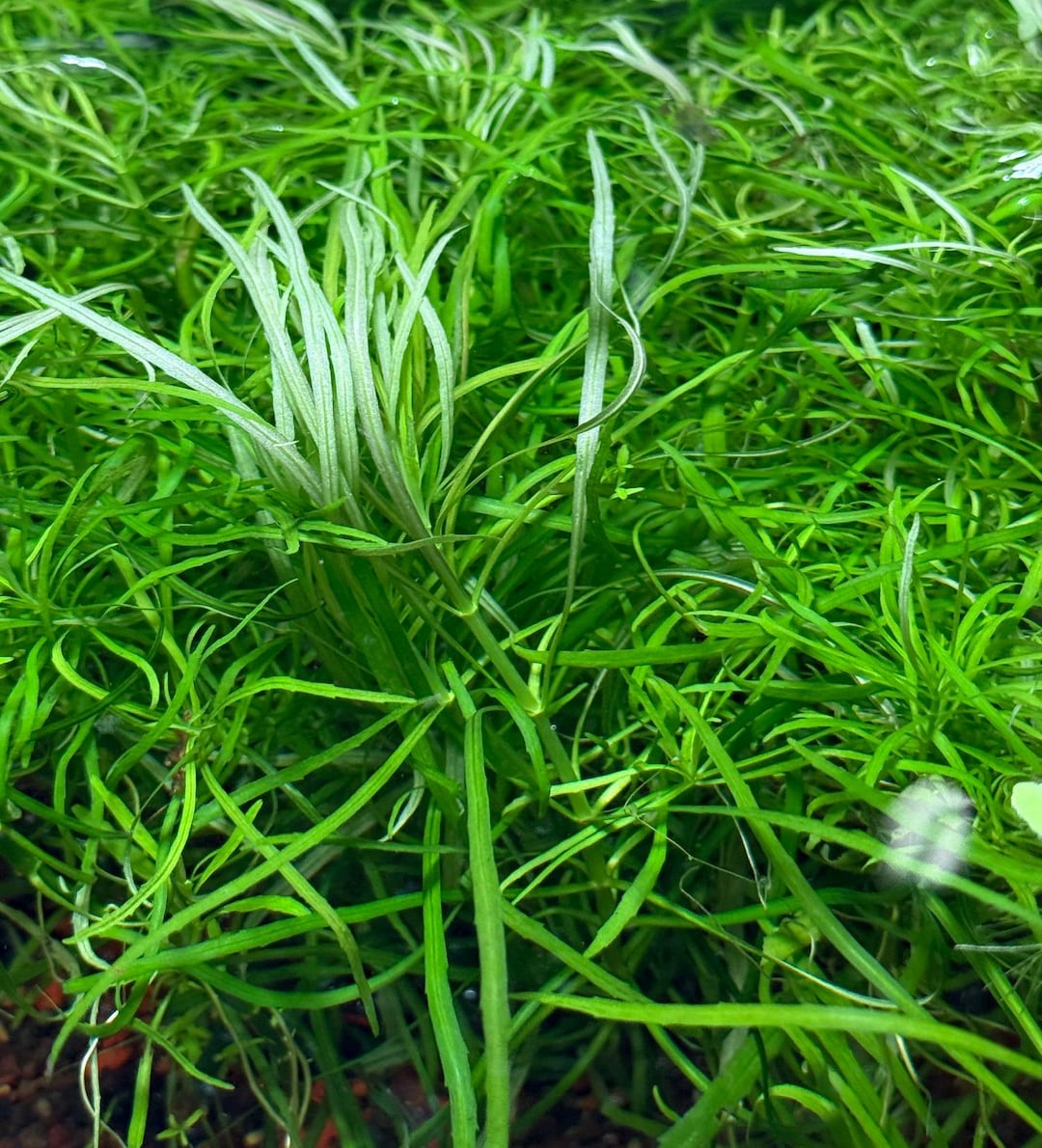 Pogostemon Stellatus Octopus, Aquarium Aquatic Plant, Fully Submerged ...