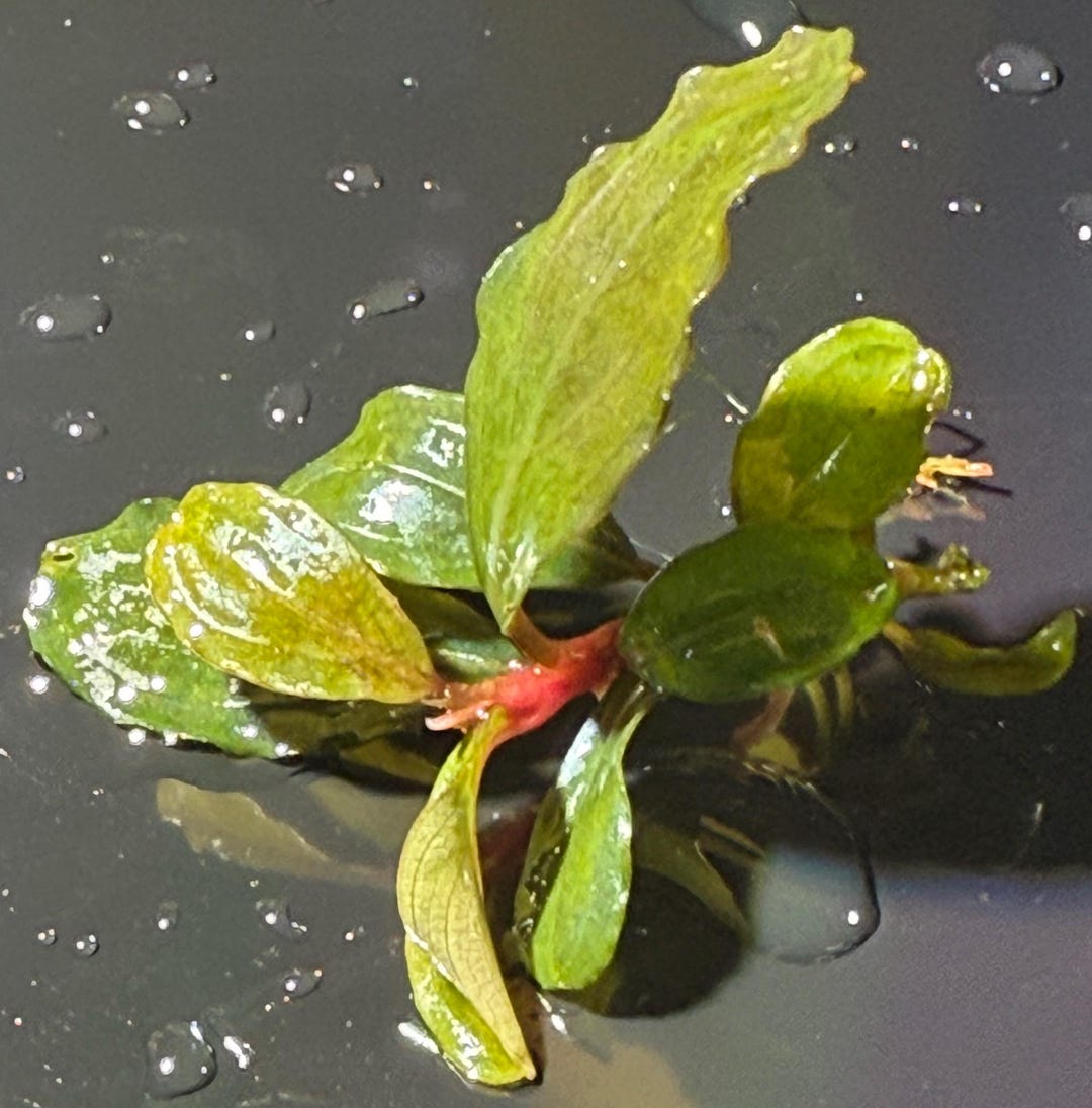 Bucephalandra Narcissus II (blue), Rare Bucephalandra, Fully Submerged ...