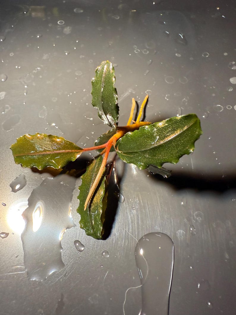 Bucephalandra Theia Golden, Rare Bucephalandra, Submerged Grown - Etsy
