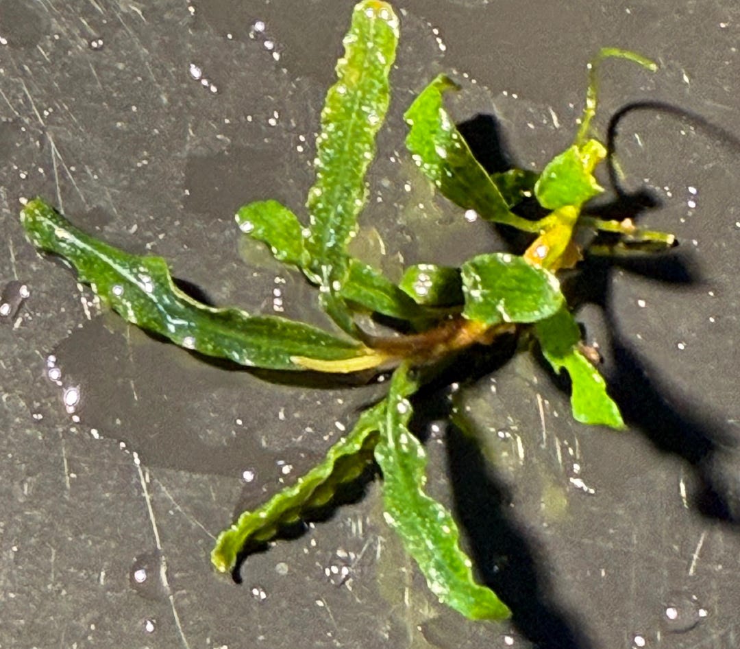 Bucephalandra Belindae, Rare Bucephalandra, Fully Submerged, Aquarium ...