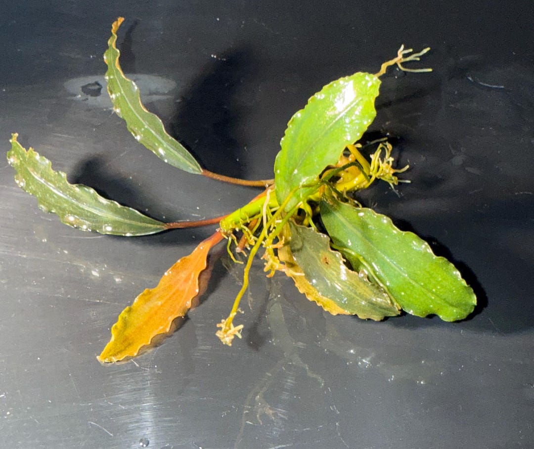Bucephalandra Upper Ghost, Rare Bucephalandra, Fully Submerged Growth ...