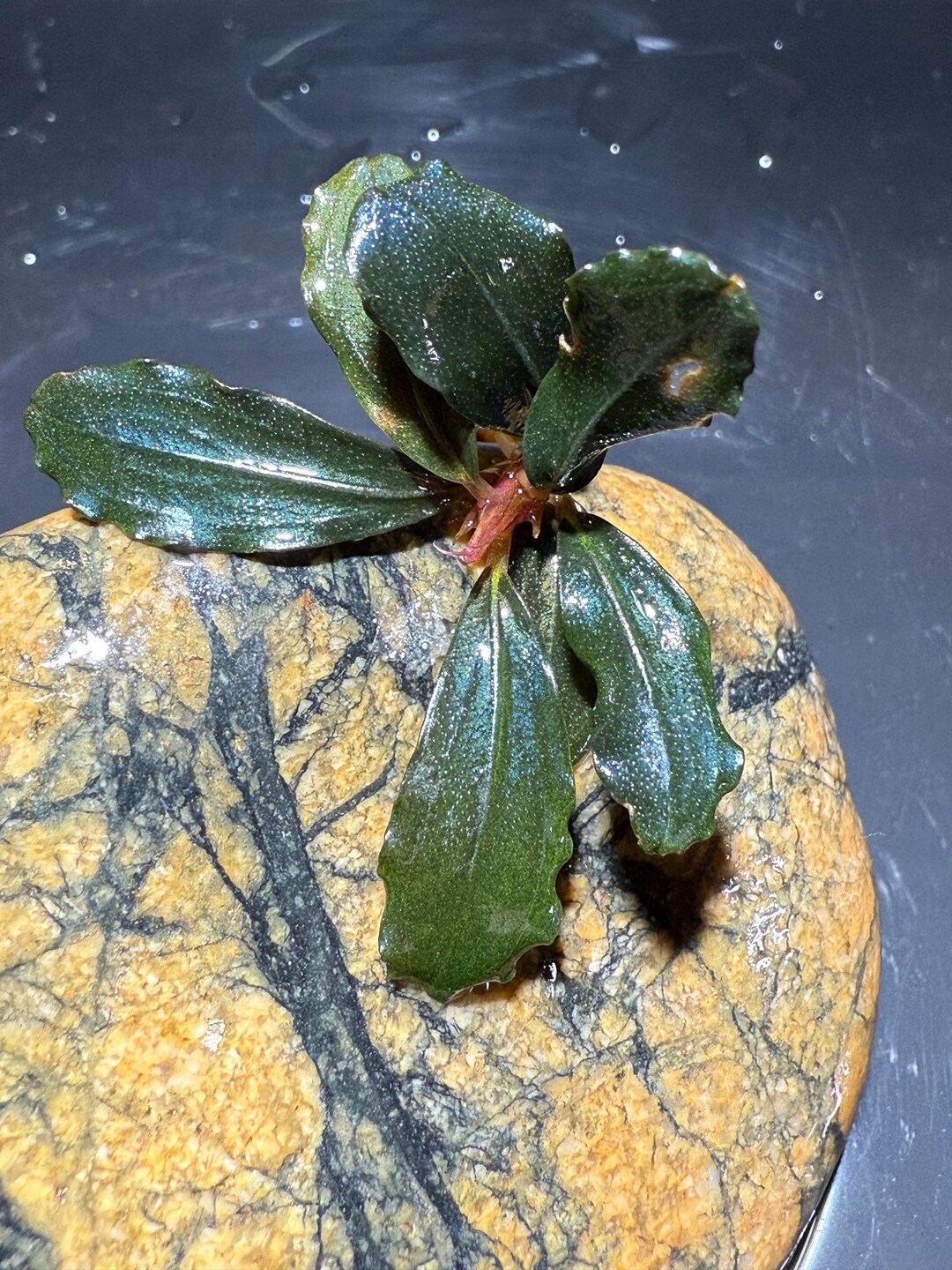 Bucephalandra Dark Night, Rare Bucephalandra, Submerged Grown, Aquarium ...
