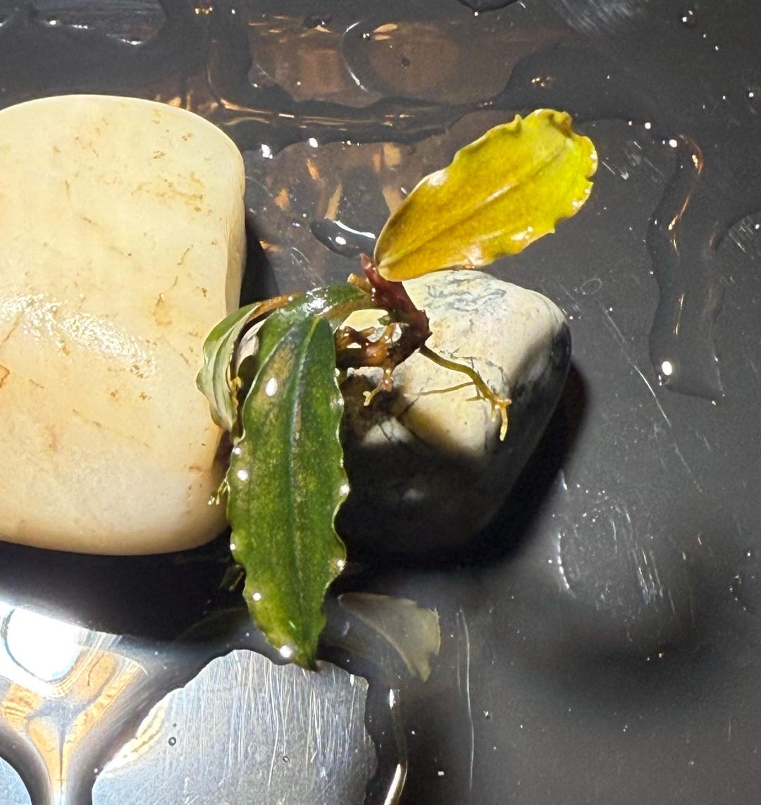 Bucephalandra Silver Powder, Rare Bucephalandra, Submerged Grown ...