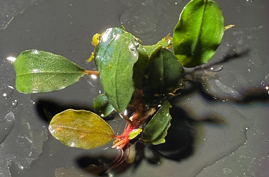 Bucephalandra Silver Red, Rare Bucephalandra, Fully Submerged, Aquarium ...