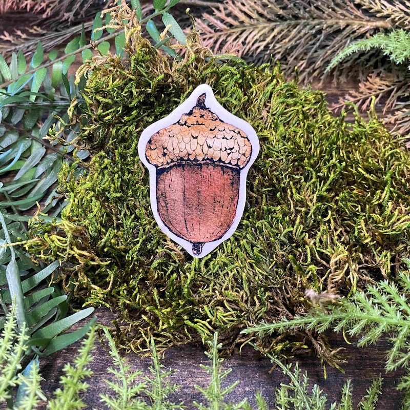 Small Acorn Stickers - Etsy