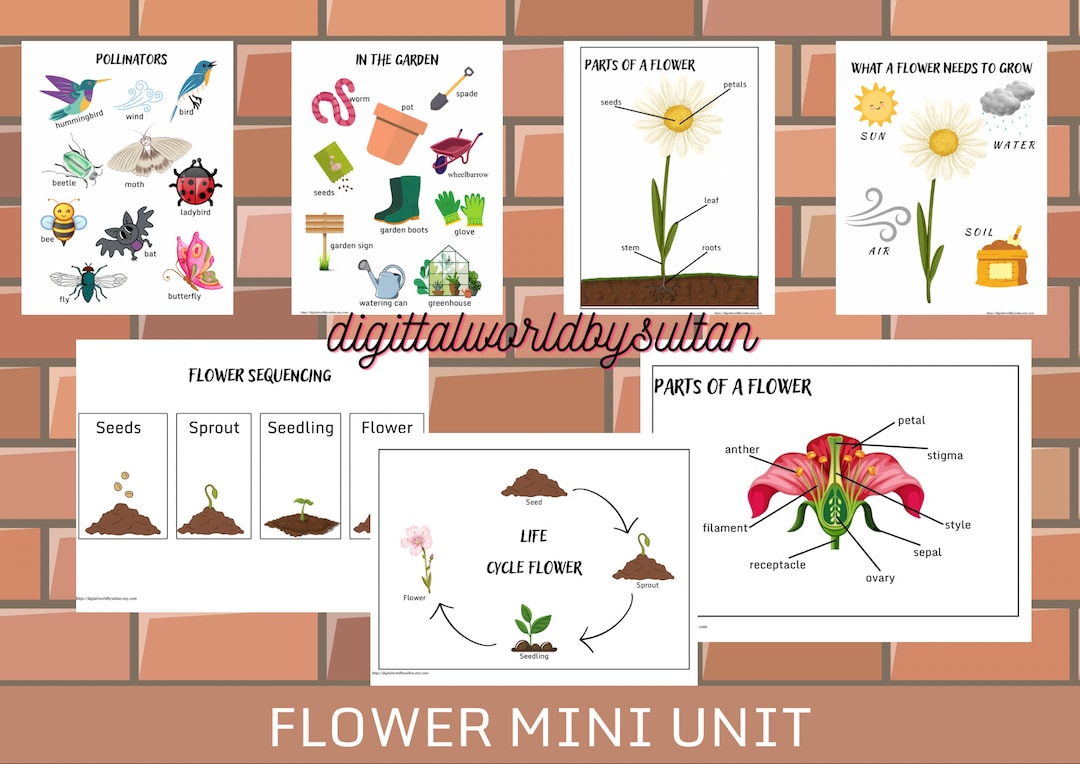 Learning About Flowers Mini Unit, Preschool Curriculum, Preschool ...