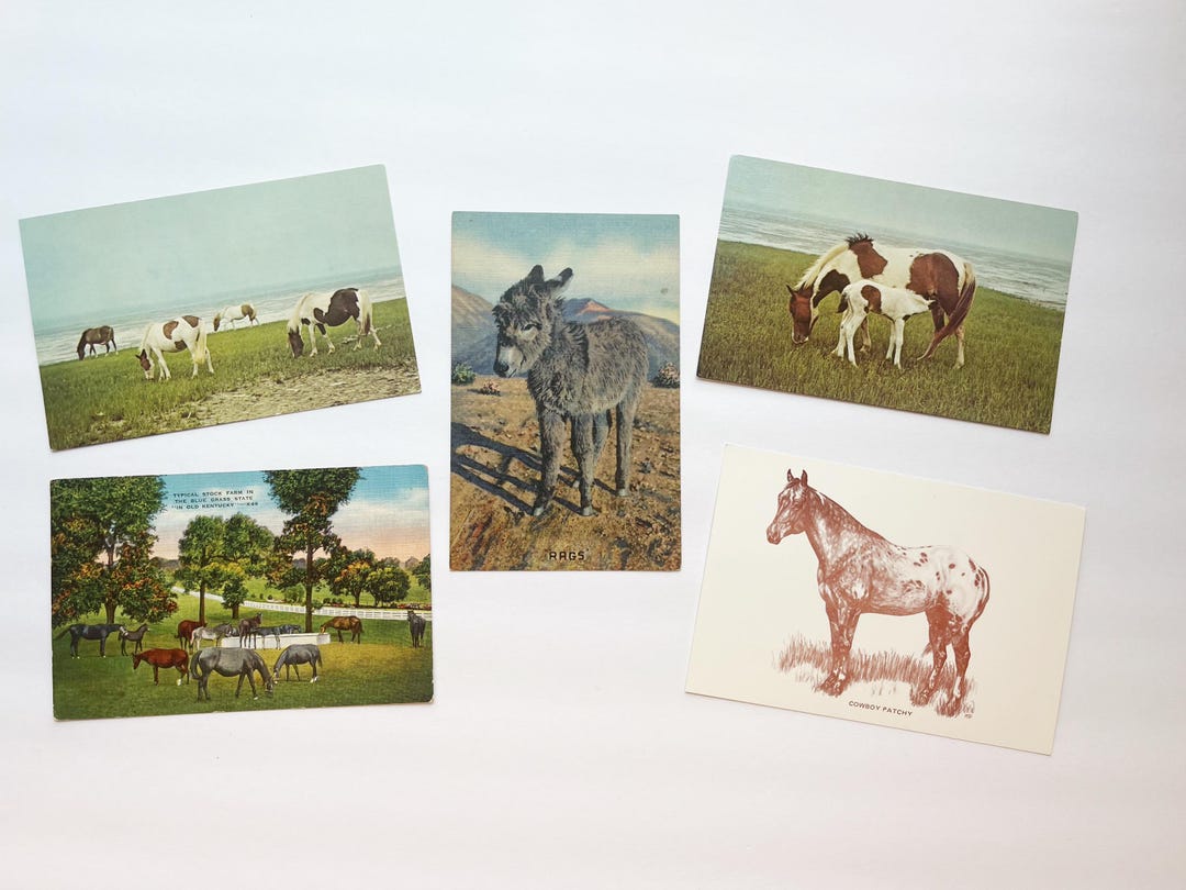 Vintage Horse, Donkey, and Chincoteague Pony Postcards Unused Set of 5 ...