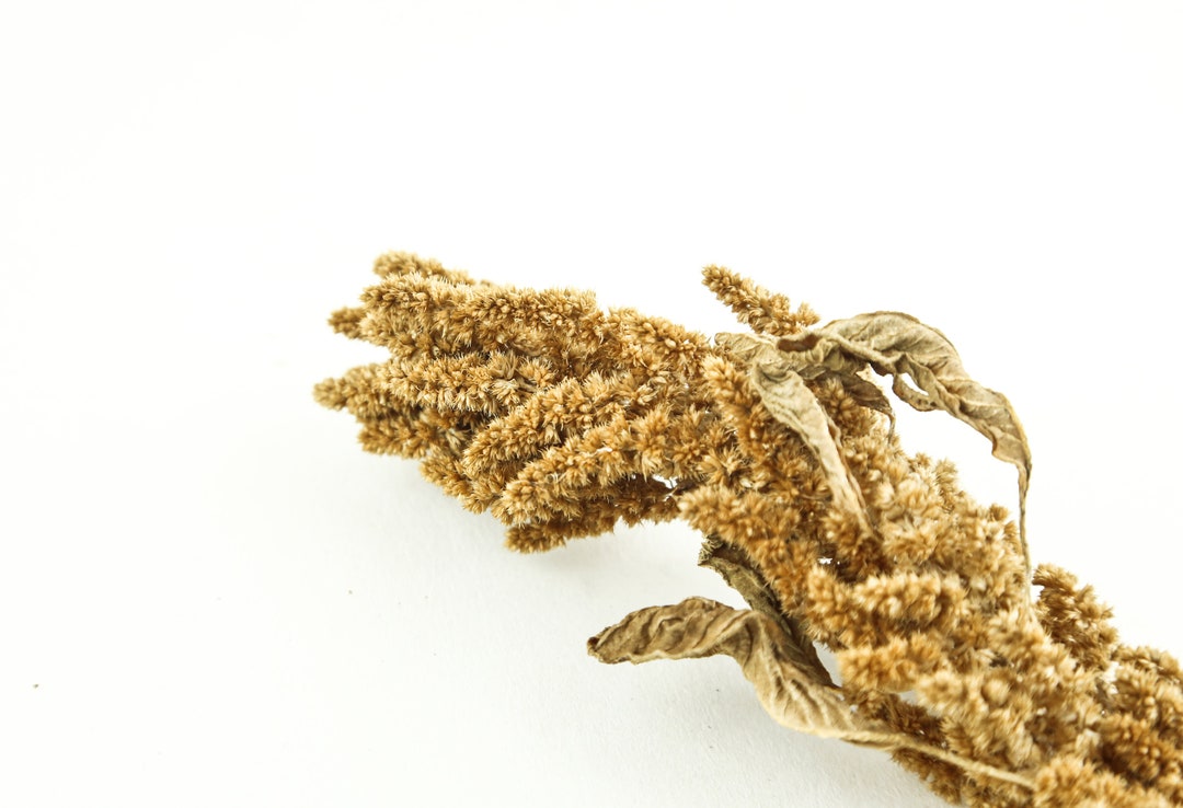 Gold Amaranth Dried Flower Resin Art Rustic Flower Decor - Etsy