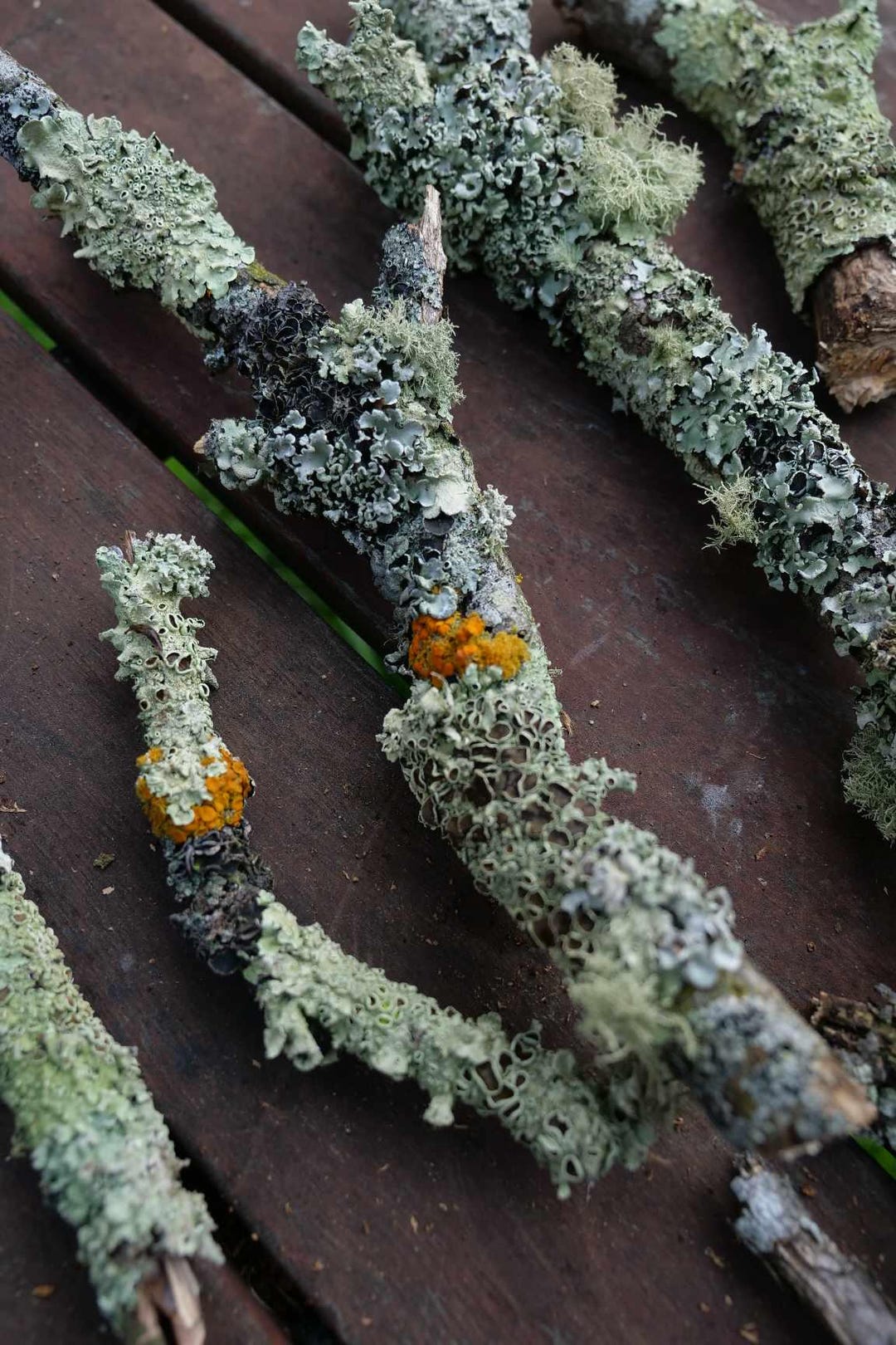 Large Lichen Sticks Box, Terrarium, Indoor Scape, Landscaping, Decor ...