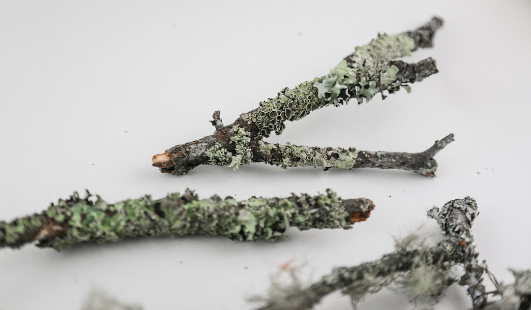 Lichen Twigs and Branches Various Sizes Natural Terrarium or Craft ...
