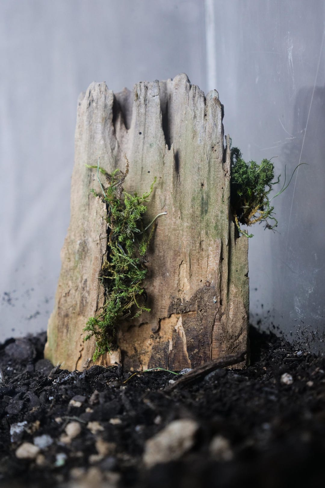 Distressed Pine Terrarium Scape | Isopod | Wood | Bark | Pine Pieces ...