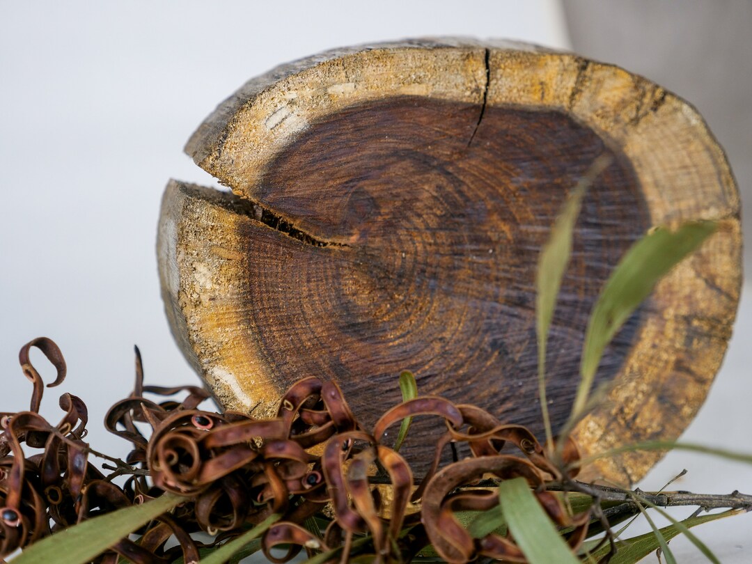 Thick Tasmanian Black Wood Slices | Coasters | Photography Props ...