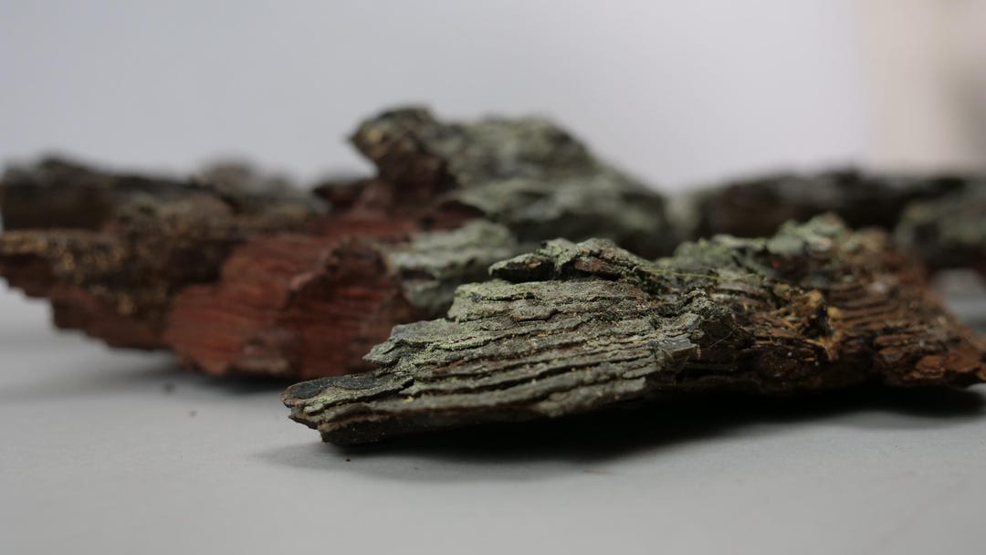 BARK HARDSCAPE BOX Pine Bark Hardscape, Spider Enclosure, Arid ...