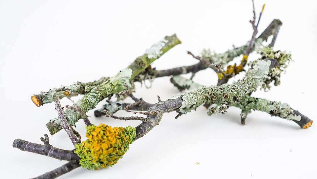 Box of Yellow Lichen Twigs 30cm | Natural Terrarium or Craft - Etsy ...
