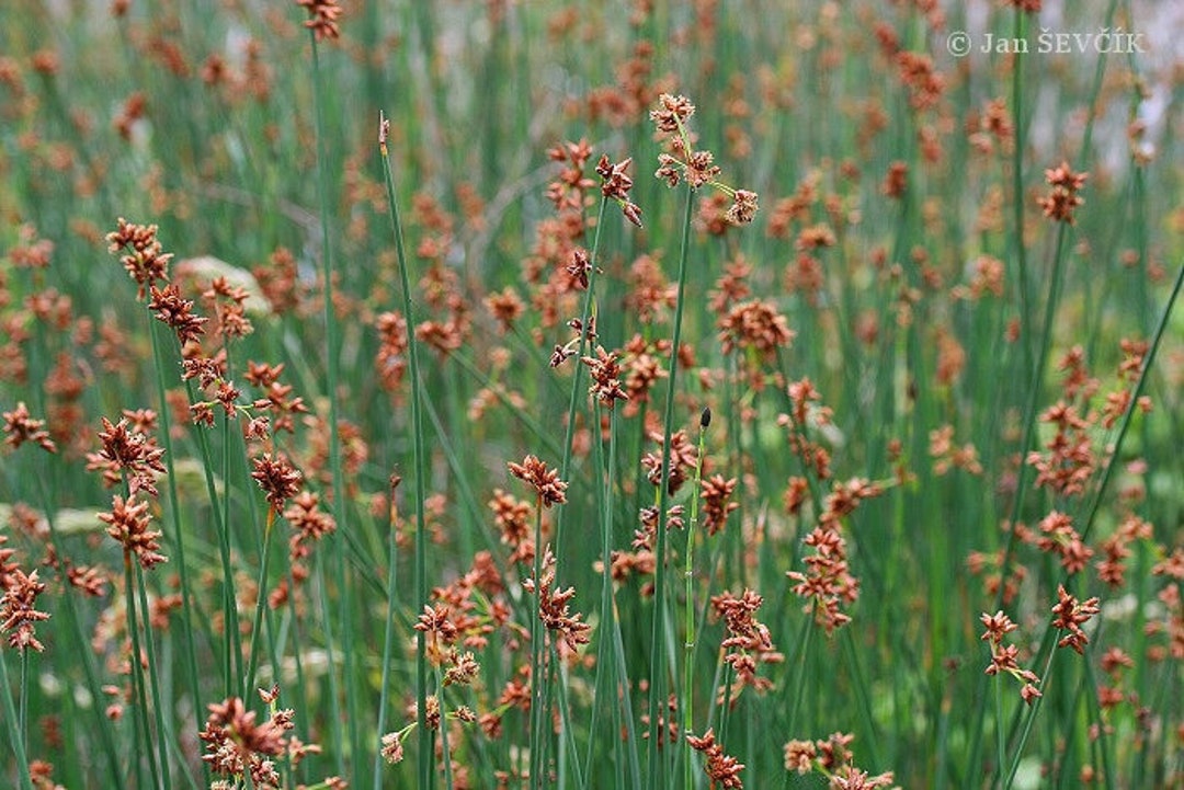 Softstem Bulrush Dried Bunch Floral Display Basket Making Craft - Etsy