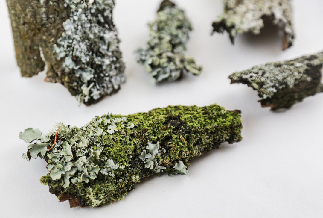 Lichen Bark Box Natural Terrarium Craft Art - Etsy
