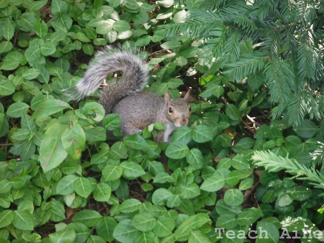 Grey Squirrel, Central Park, New York City, USA. It's Important to Find ...