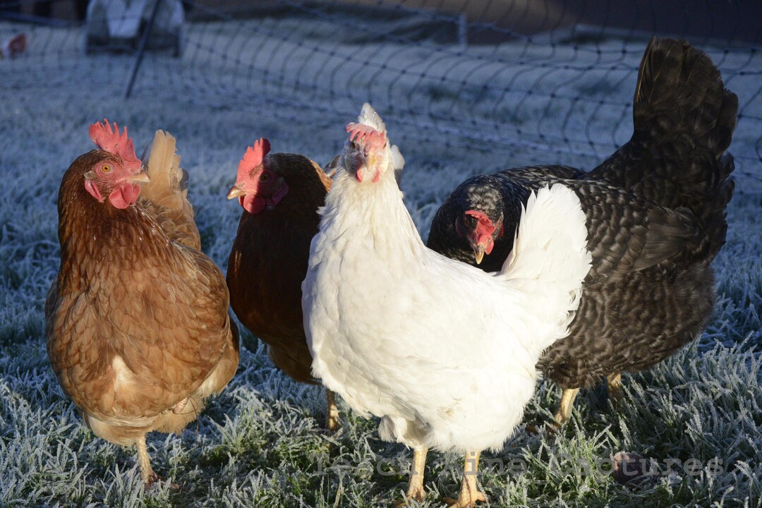 Backyard Hens, Cork, Ireland. It's Far Better to Be an Old Hen in a ...