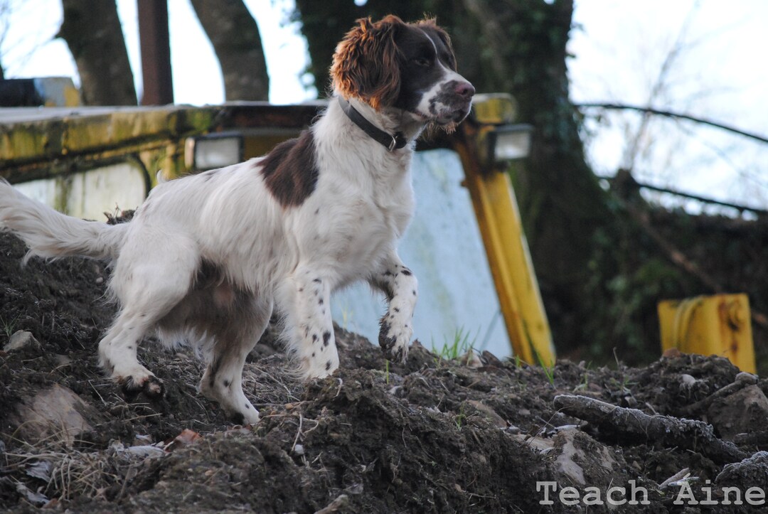 Working Springer Spaniel, Cork, Ireland. There is Fun in the Toughest ...