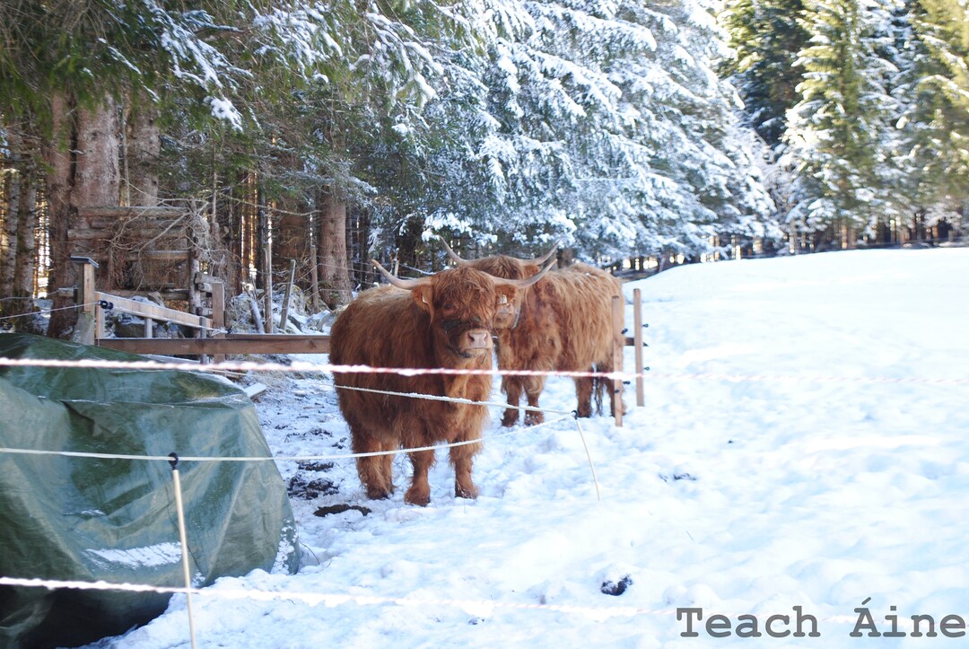 Highland Cattle in Winter, Austria. Learn to Decipher Between True ...