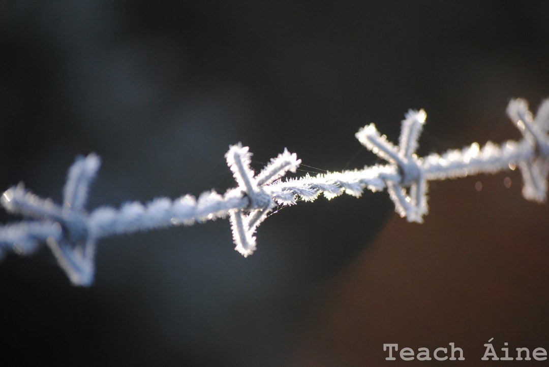Barbed Wire, Cork, Ireland. Even the Toughest of Us Can Be Touched by a ...