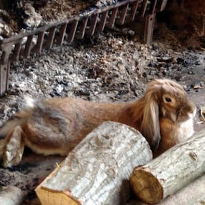 Primitive Farmhouse Garden Bunny Rabbit Digital Pattern by Chickadee ...