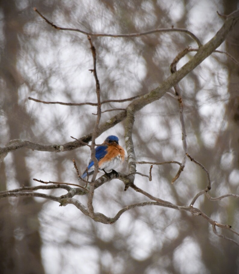 Primitive Farmhouse Bunny Digital Pattern Spring Rabbit Make - Etsy