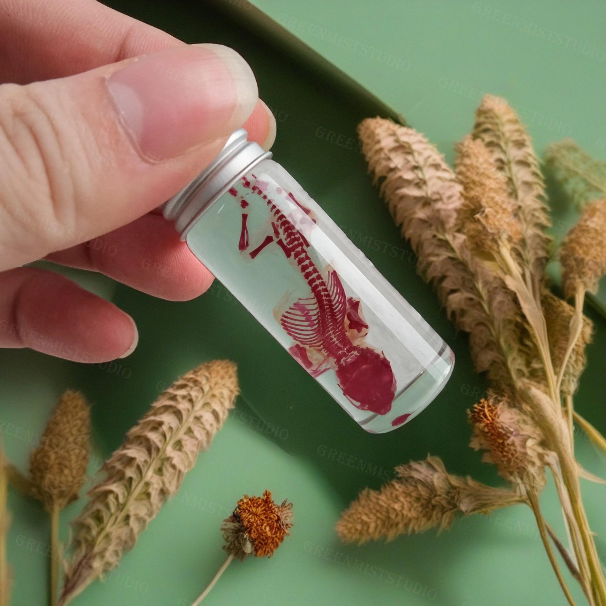 Transparent Skeleton Mouse Specimen, Real Old Mouse Specimen, Teacher ...