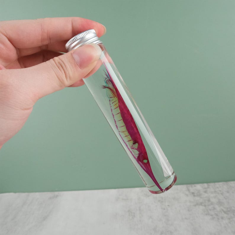 Transparent Dyed Real Fish Skeleton Specimen, Real Animal Specimen ...