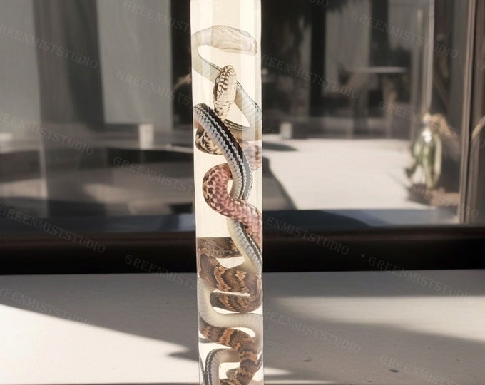 Real Snake Specimen, Handmade Snake Specimen, Two Small Snake Specimens ...