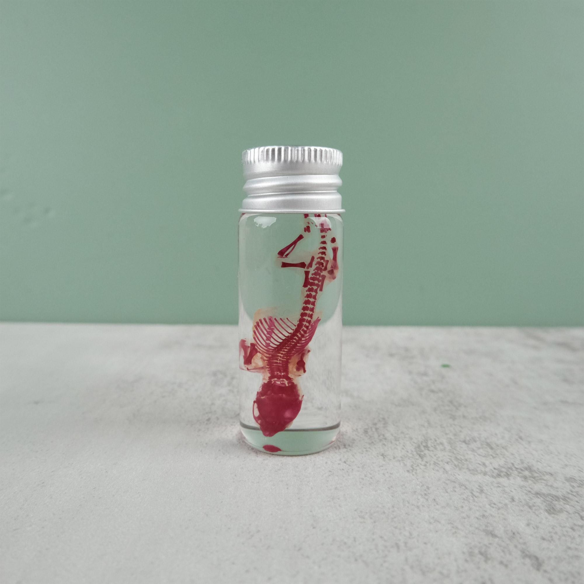 Transparent Skeleton Mouse Specimen, Real Old Mouse Specimen, Teacher ...