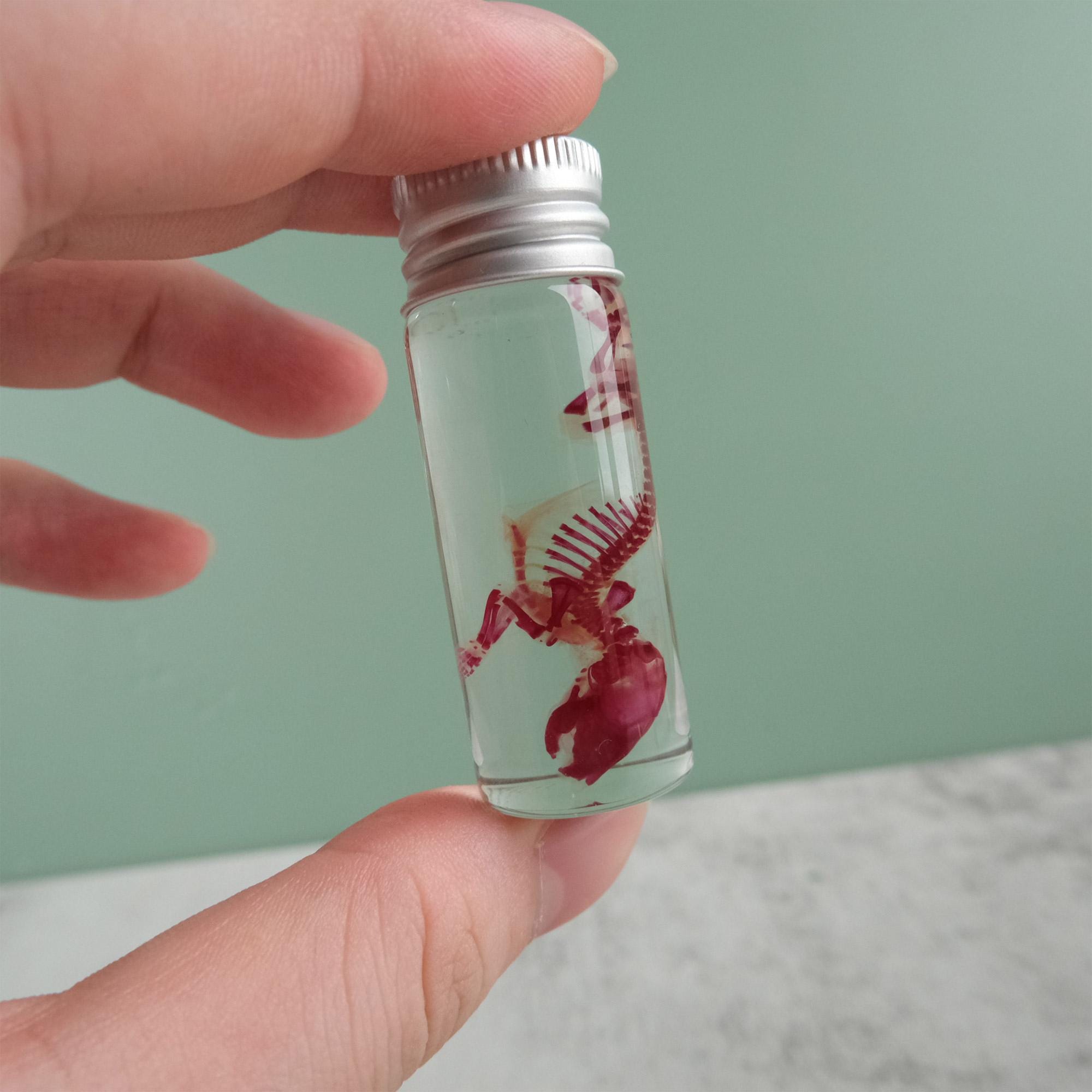 Transparent Skeleton Mouse Specimen, Real Old Mouse Specimen, Teacher ...