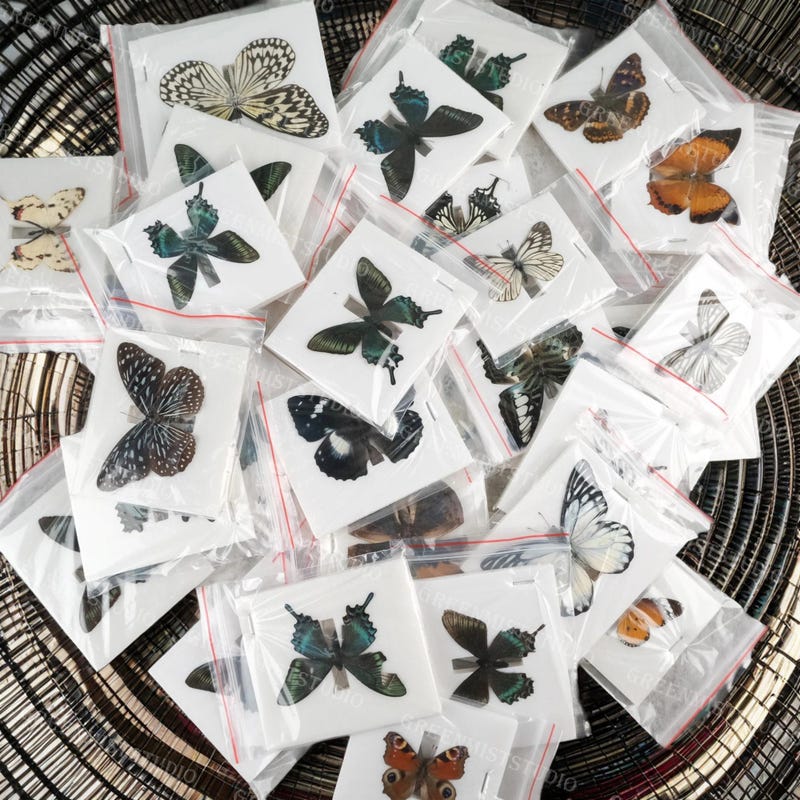 Butterfly Taxidermy - Etsy