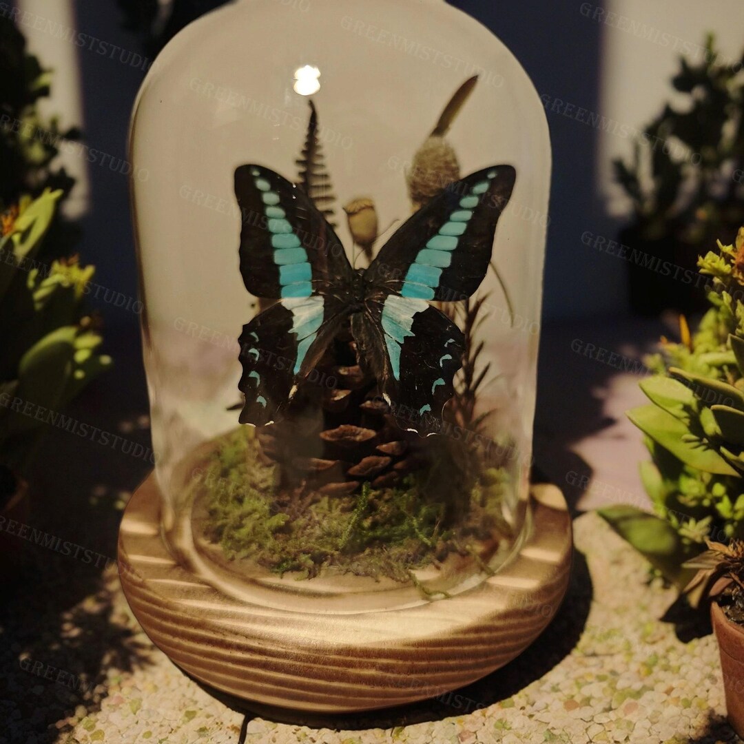 Glass Cover Real Butterfly Specimen, Wooden Base Carved Butterfly ...