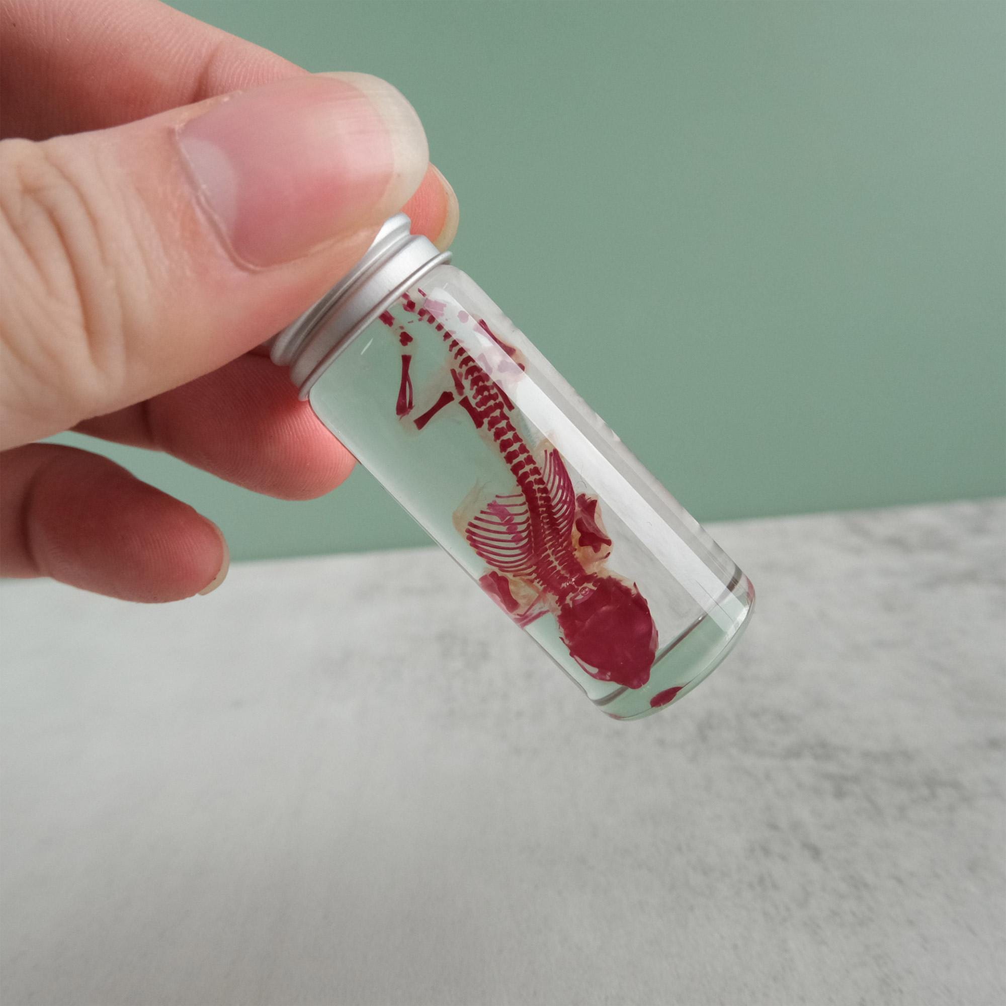 Transparent Skeleton Mouse Specimen, Real Old Mouse Specimen, Teacher ...