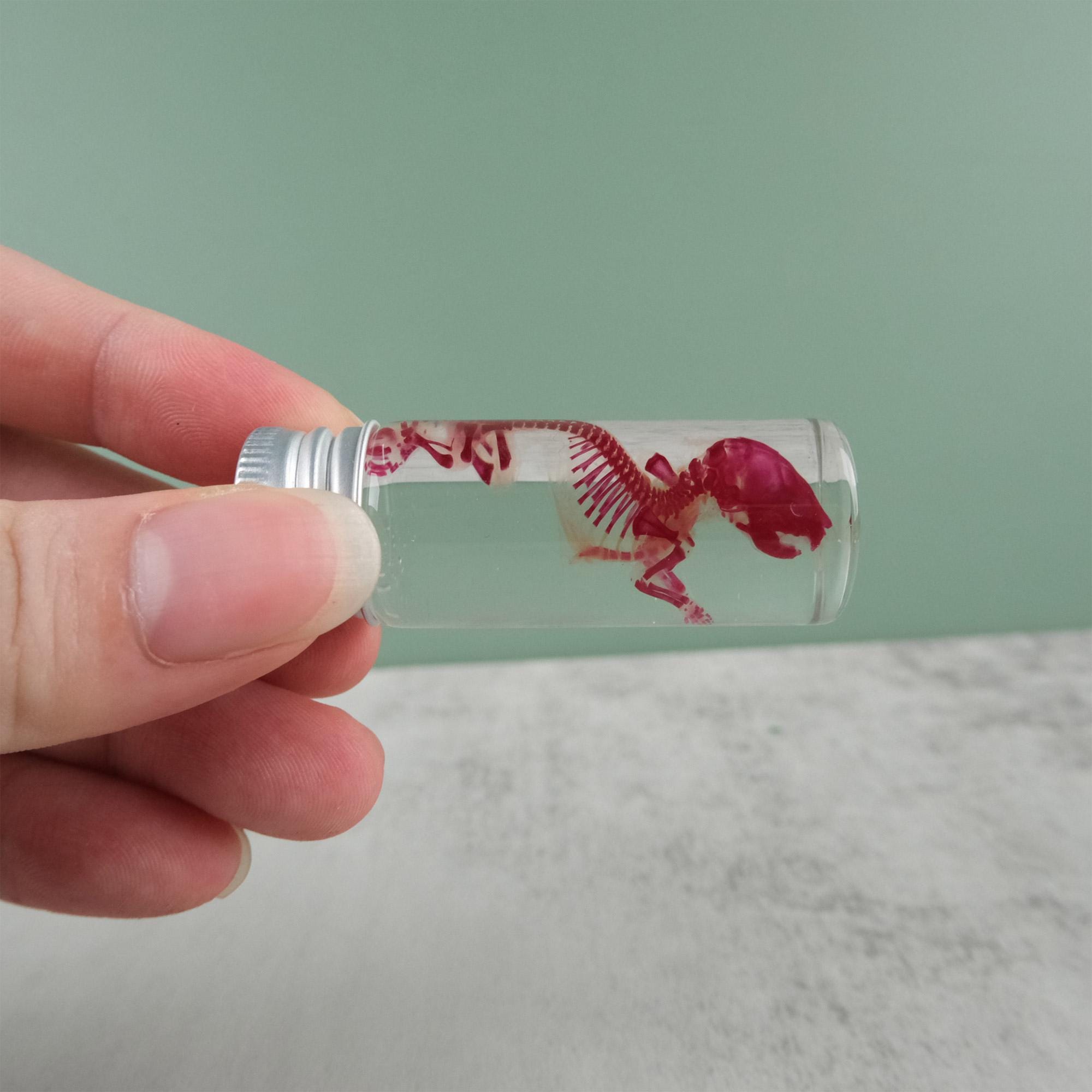 Transparent Skeleton Mouse Specimen, Real Old Mouse Specimen, Teacher ...