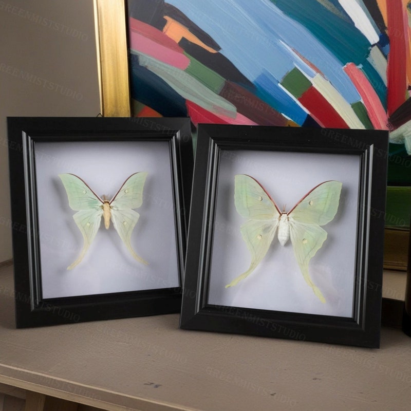 Framed Insects - Etsy