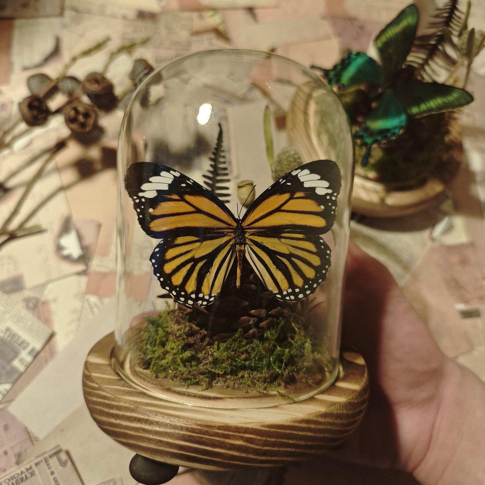 Personalized Butterfly Specimen, Custom Base Engraved Butterfly ...