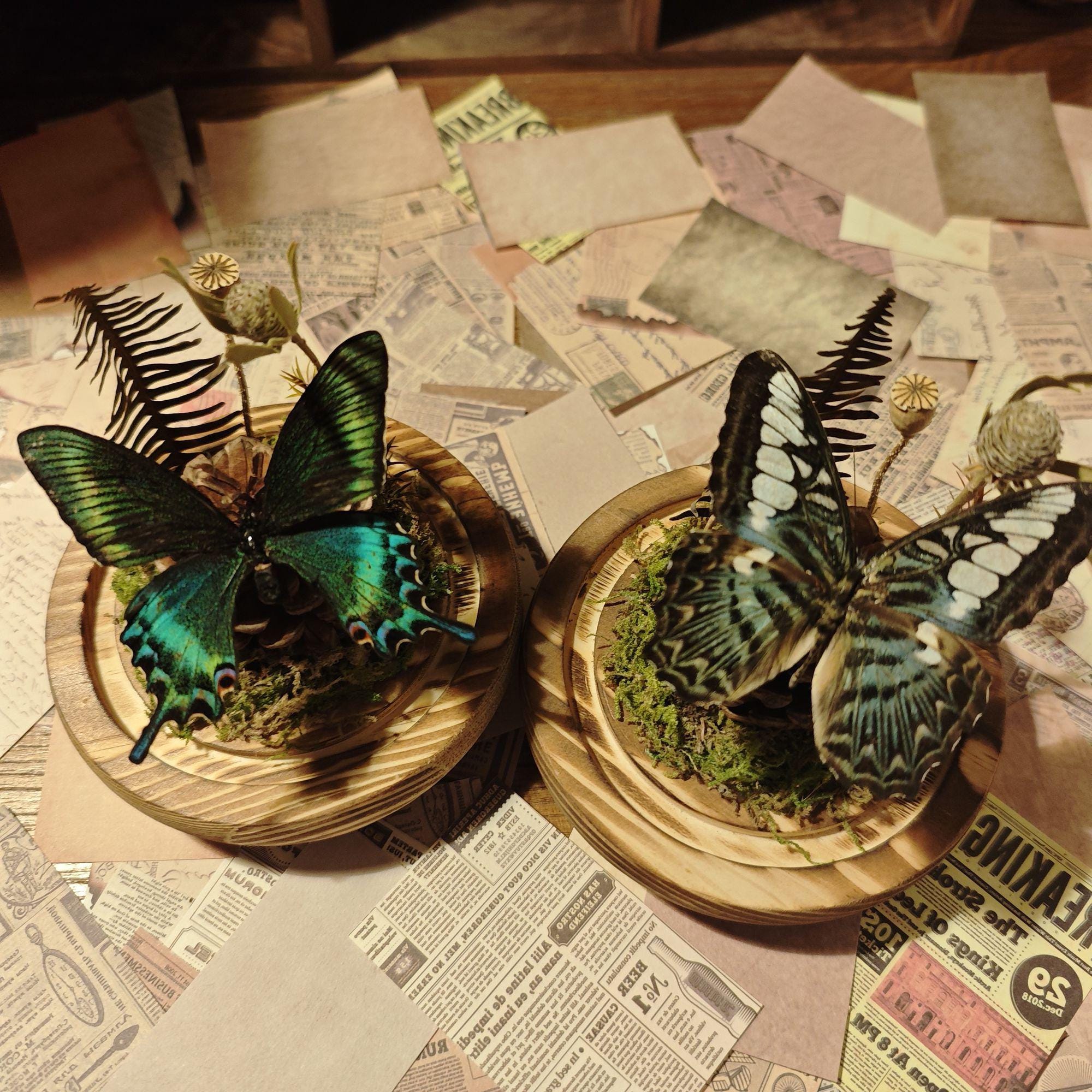 Personalized Butterfly Specimen, Custom Base Engraved Butterfly ...