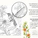 Charming Hummingbirds Relaxing Coloring Book for Adults by Jovian Adult ...