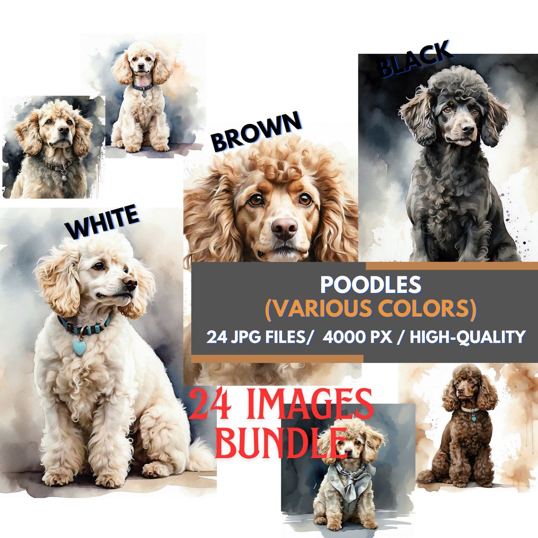 Cute Poodles Clipart, Watercolor Poodle JPG, Black White Brown Poodles ...