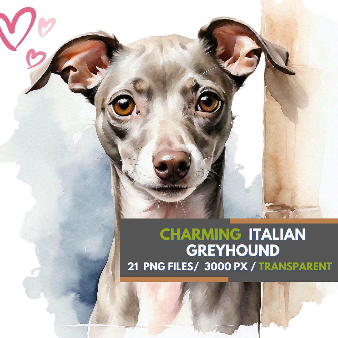Italian Greyhound Dog Transparent Watercolor Clipart, 21 PNG ...