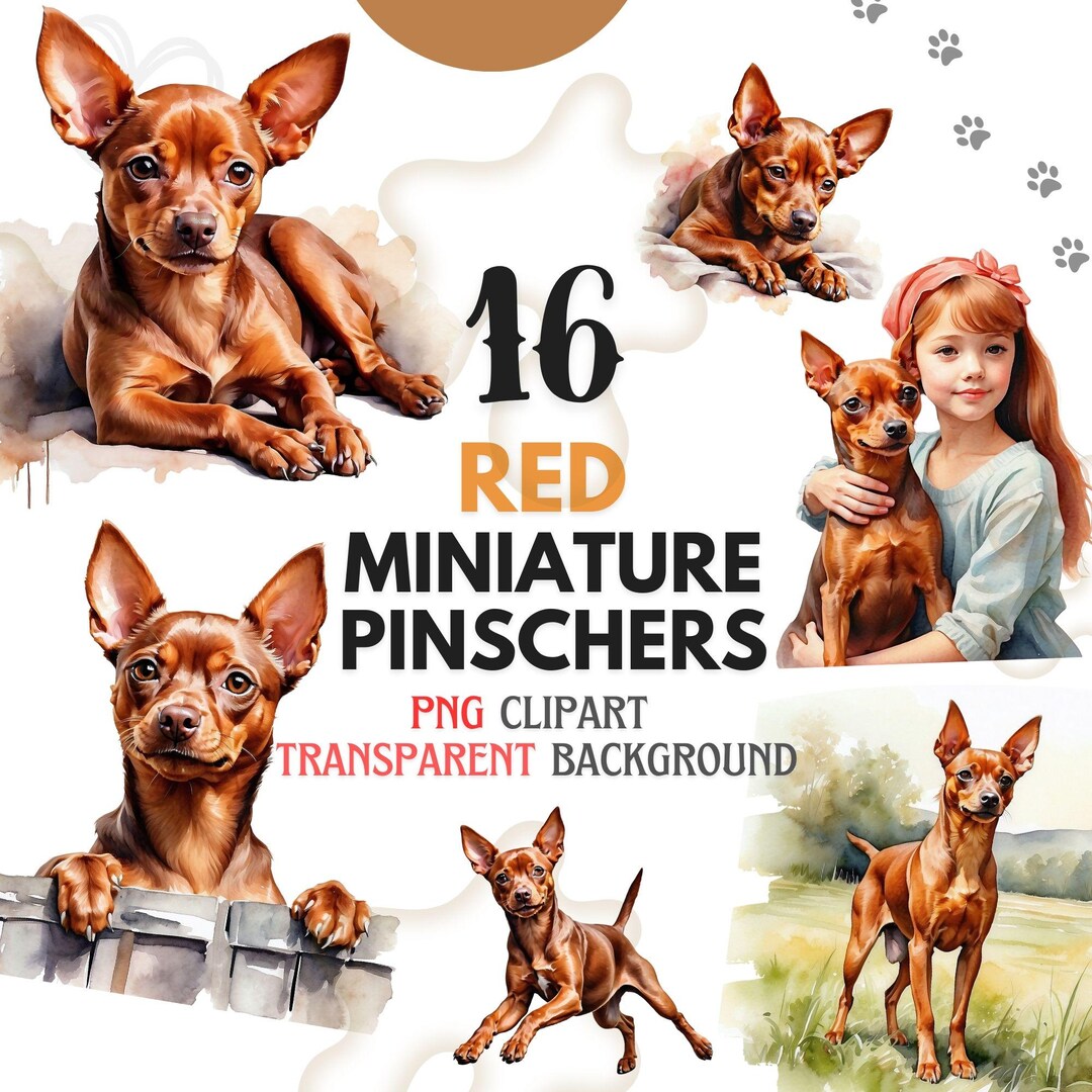 Red Miniature Pinscher Clipart Bundle, 16 Transparent PNG Illustration ...