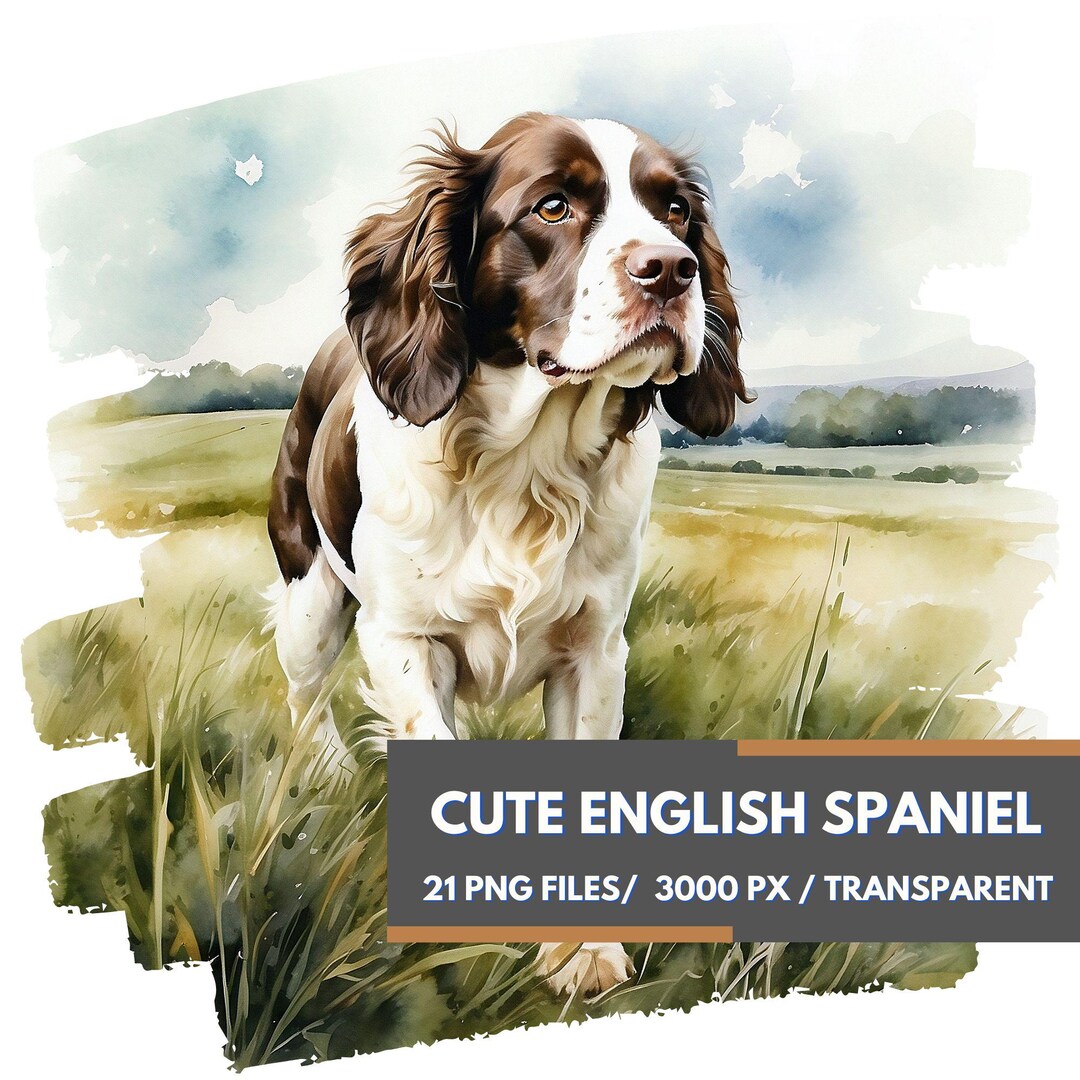 English Springer Spaniel Watercolor Clipart Transparent PNG Files Dog ...