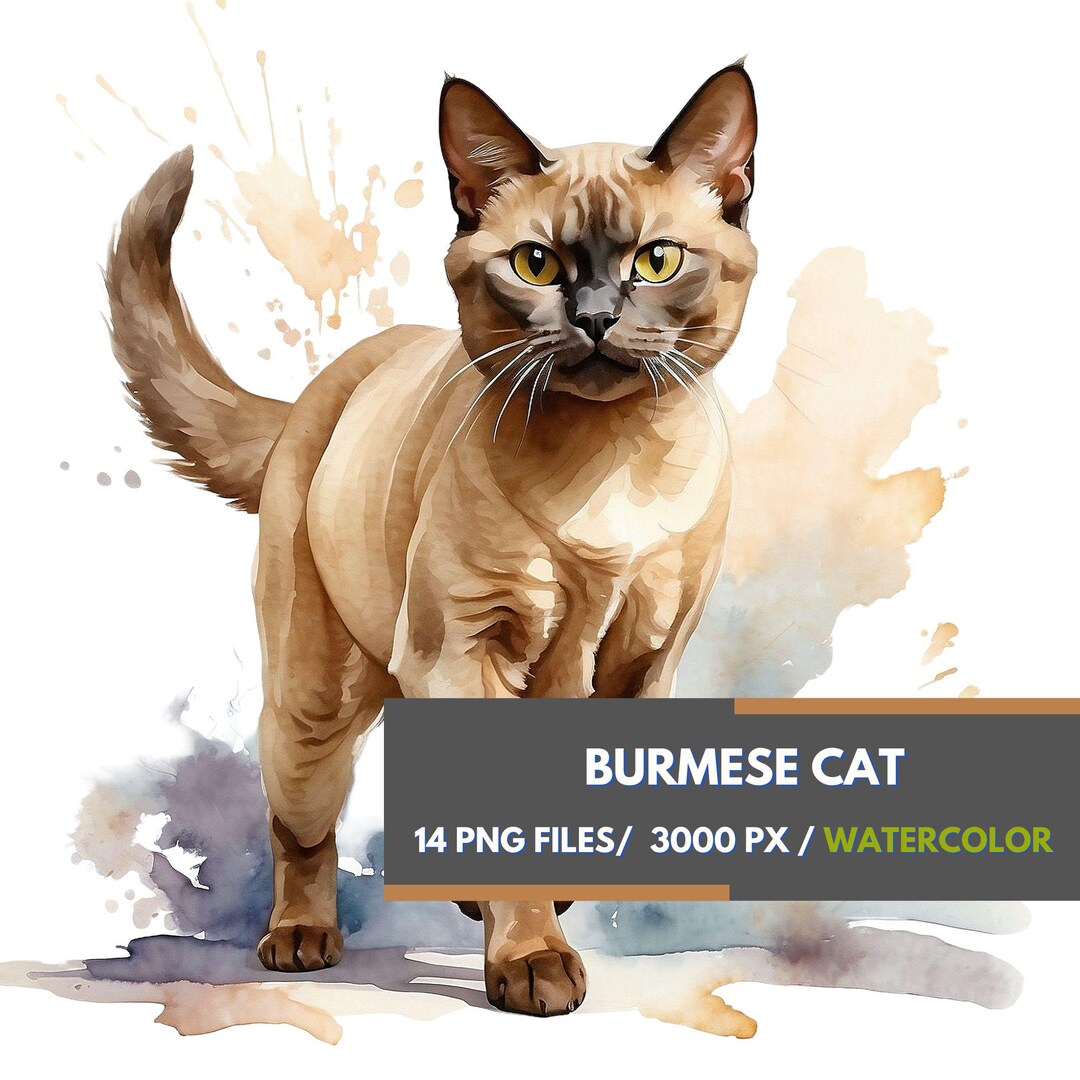 Burmese Cat Watercolor Clipart Set, Cute Brown Kitten PNG Bundle, Cute ...