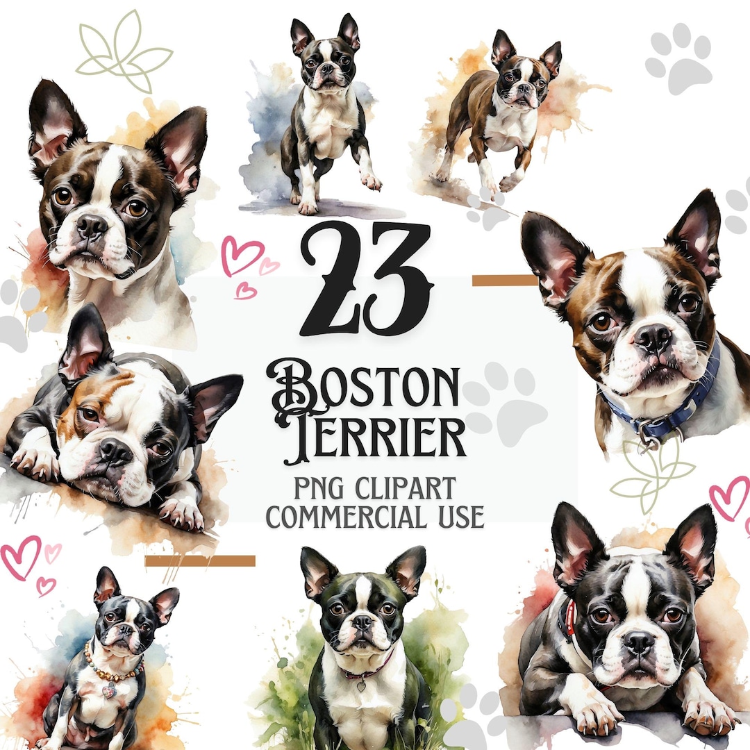 Charming Boston Terrier Clipart Collection, 23 High-quality PNG Images ...
