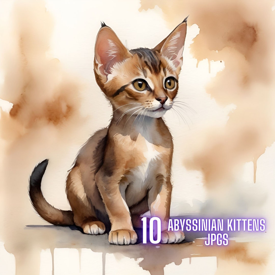 Abyssinian Kitten Clipart, 10 High-quality 300 DPI Jpgs for ...