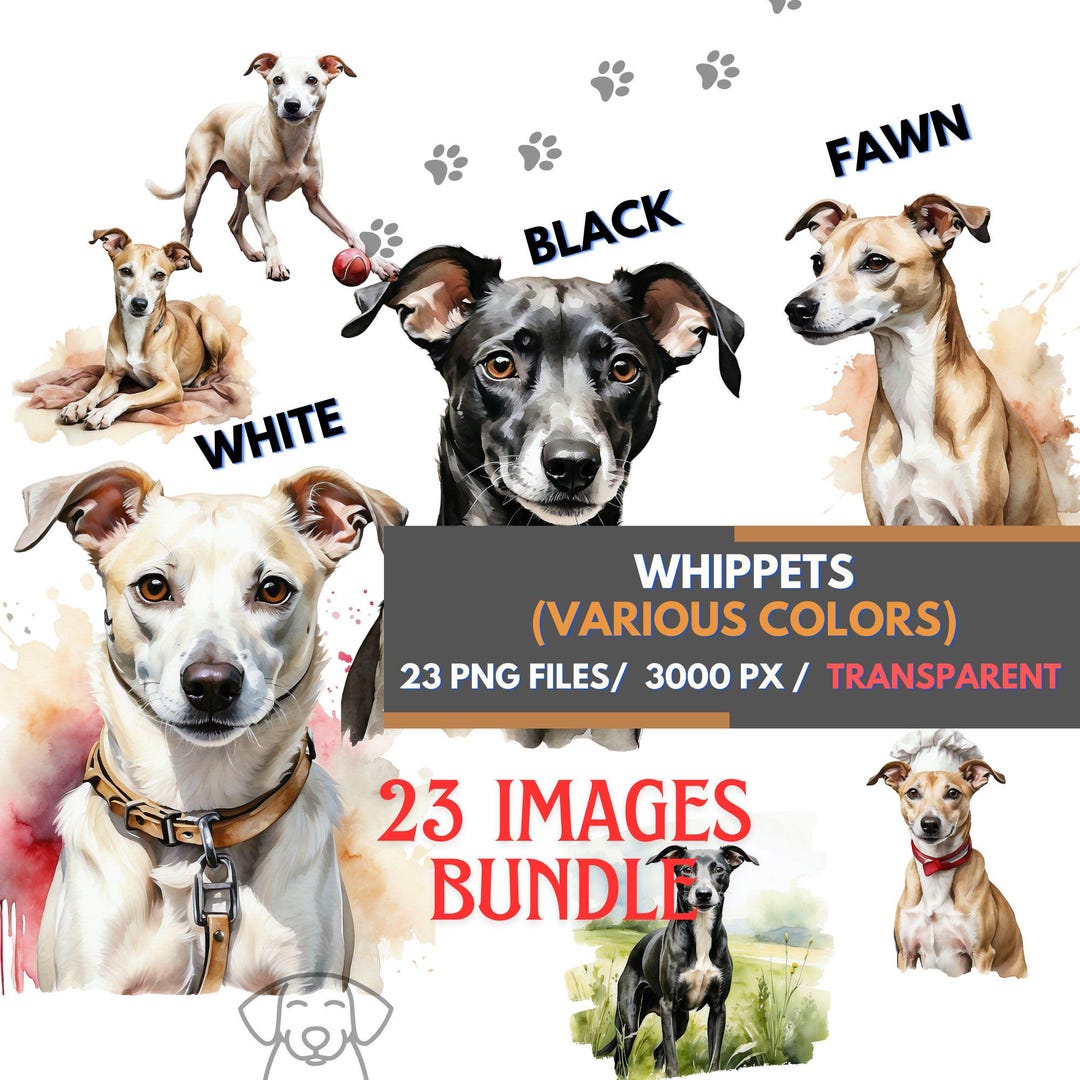 Whippet Dog Watercolor Clipart Set, 23 Transparent PNG Images of Black ...