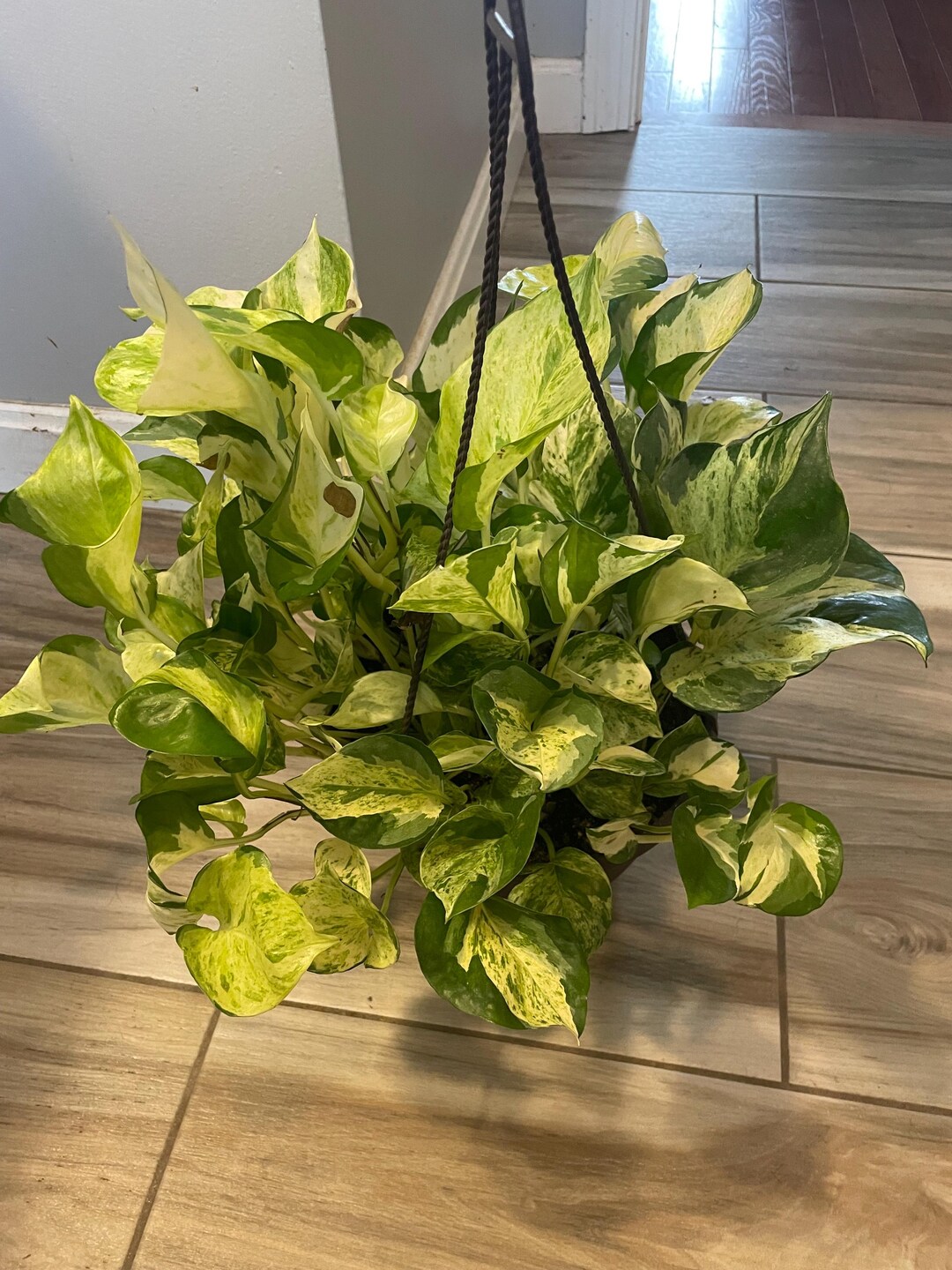 8 Hanging Basket RARE Monjula Pothos - Etsy